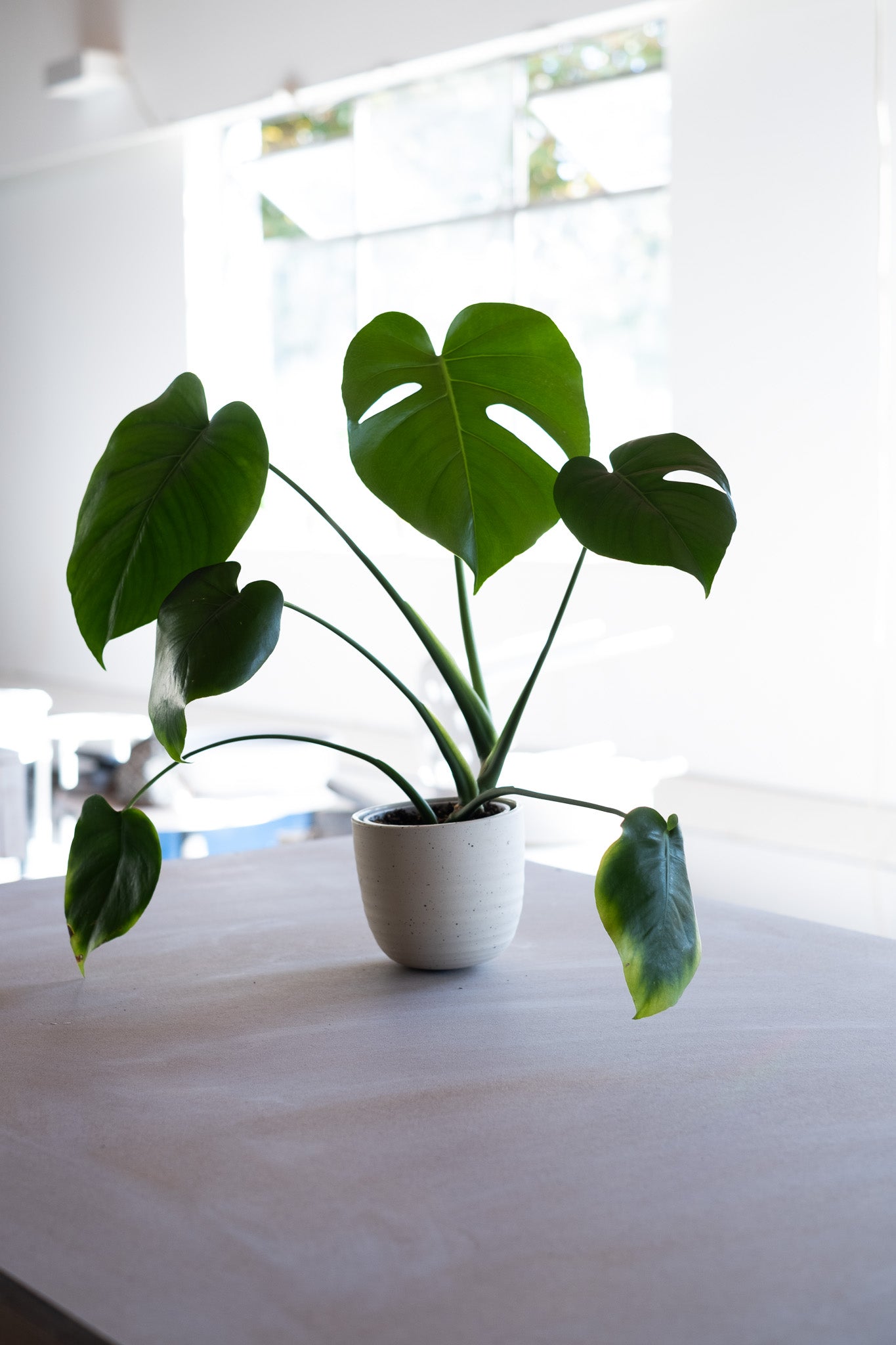 Monstera Deliciosa -Angel - COMMUNITY CLAY