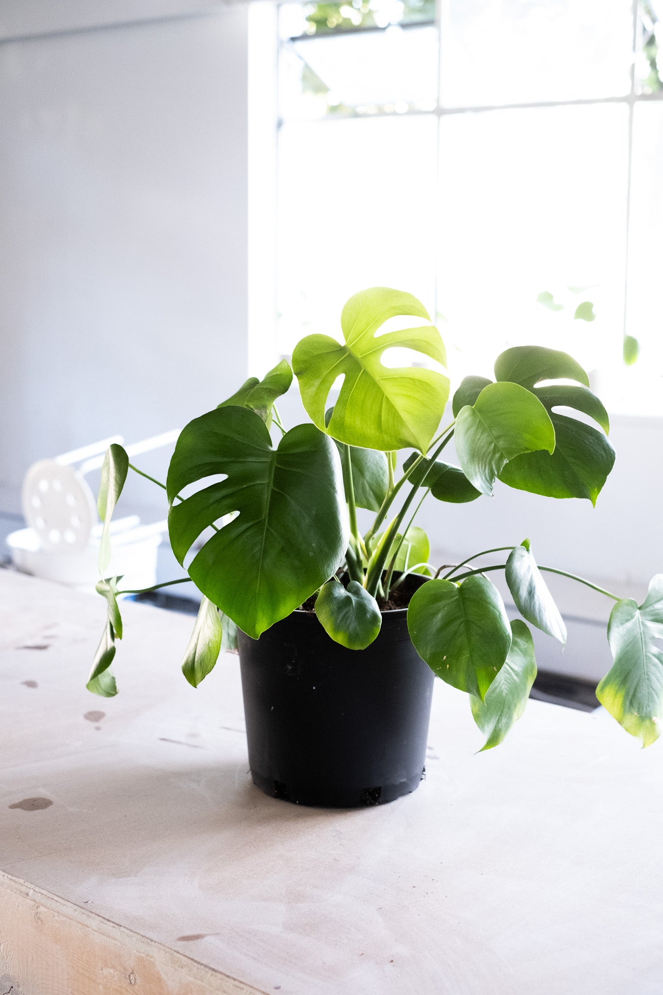 Monstera Deliciosa -4 - COMMUNITY CLAY