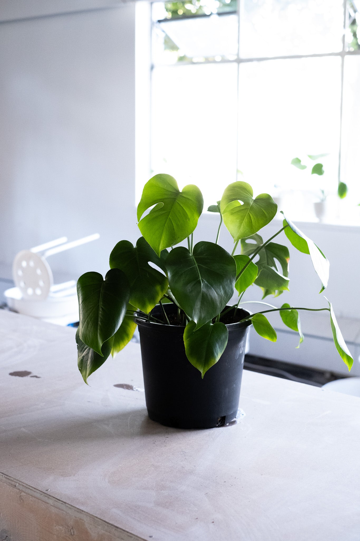 Monstera Deliciosa -5 - COMMUNITY CLAY