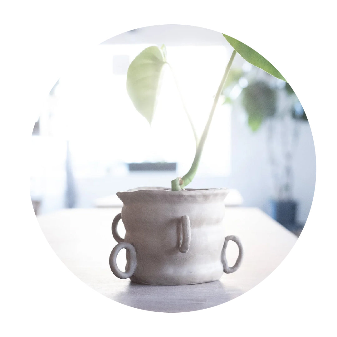 Add On Monstera Plant & Clay for Hand-building Workshop - COMMUNITY CLAY